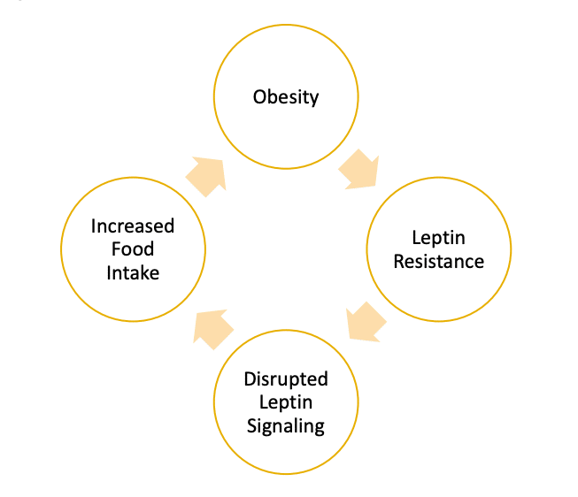 Leptin Deficiency and Resistance: What you Need to Know | Laura Cipullo