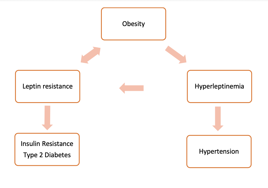 Leptin Deficiency and Resistance: What you Need to Know | Laura Cipullo